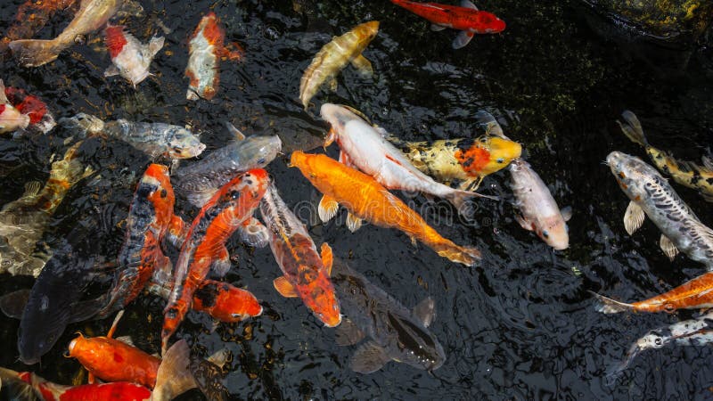 Beaux Poissons Chinois De Koi Ou De Carpe Dans L'eau Photo stock ...