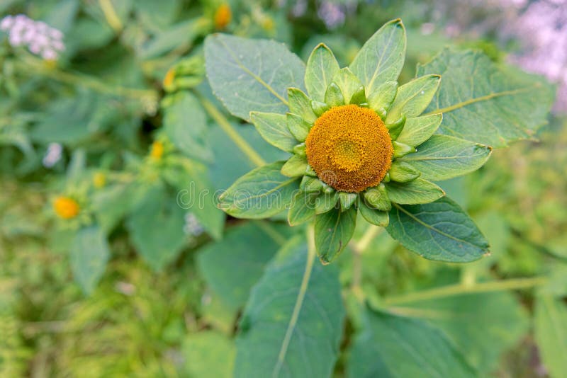 Carpesium Cernuum Stock Photos - Free & Royalty-Free Stock Photos from ...