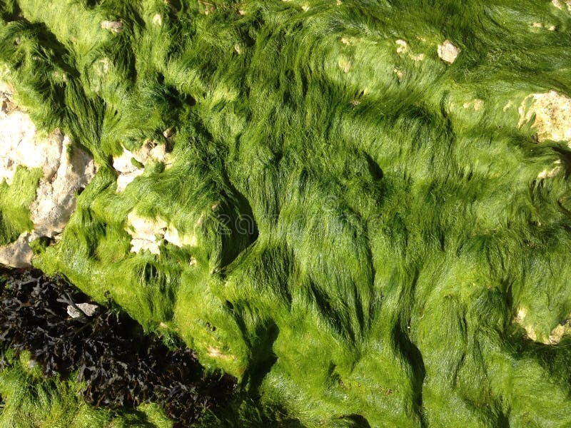 Carpet of algae stock photo. Image of summer, environment - 64578618