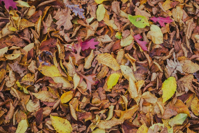 Carpet of autumn leaves stock image. Image of colorful - 162806323