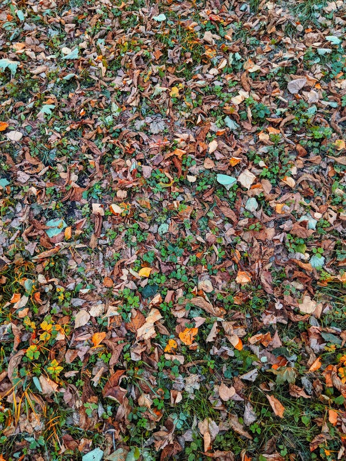 Carpet of Autumn Leaves - Autumn Fall Background Stock Image - Image of ...