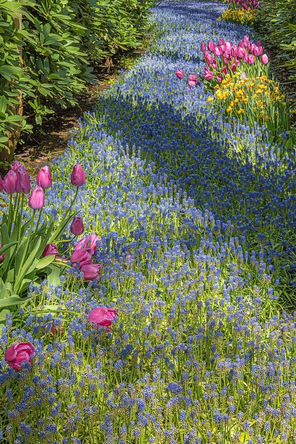 A carpet of blue flowers stock photo. Image of place - 329998232