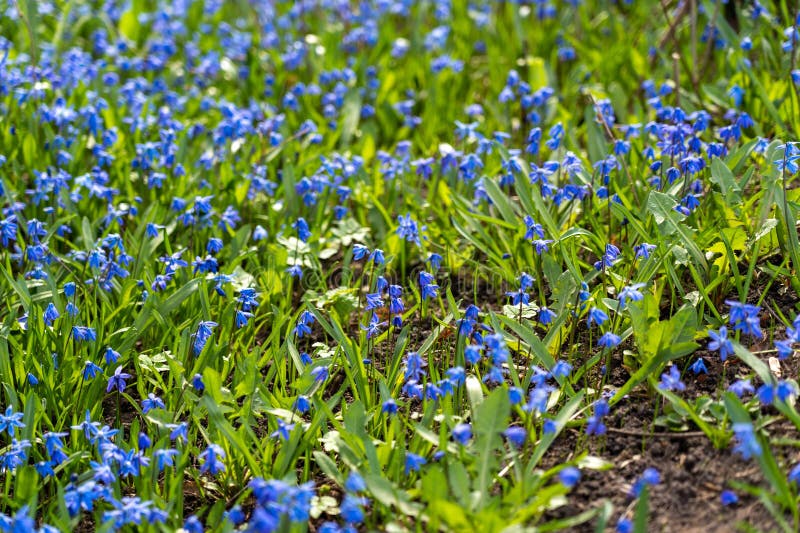 Carpet of Blue Spring Flowers, Blue Background Stock Image - Image of ...