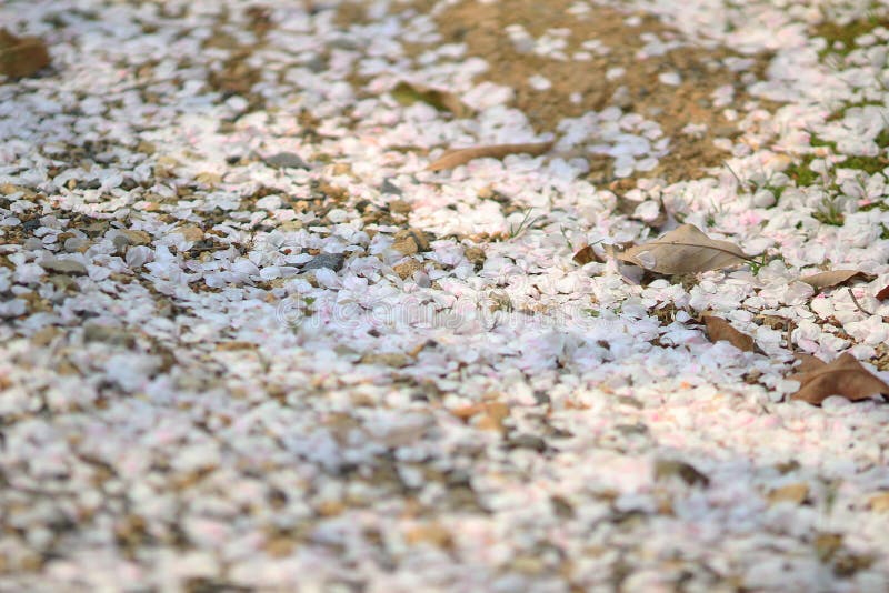 Carpet of Cherry Blossom Flowers on the Ground Stock Photo - Image of ...