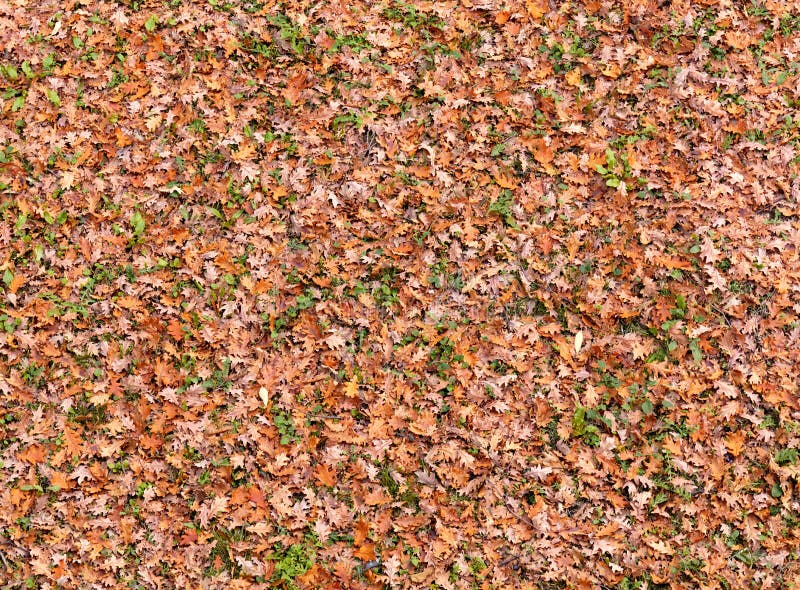 Carpet of Colorful Fallen Autumn Leaves Viewed from Above Stock Image ...