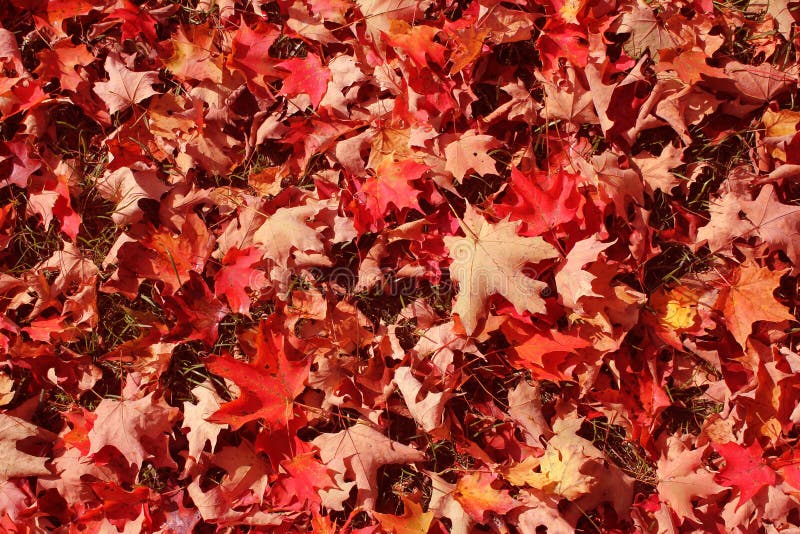 A Carpet of Colorful Fallen Leaves Stock Photo - Image of colors ...