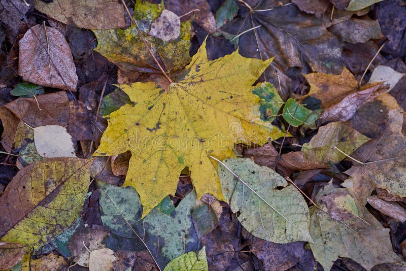 A Carpet of Fallen Leaves on the Ground. Stock Image - Image of golden ...