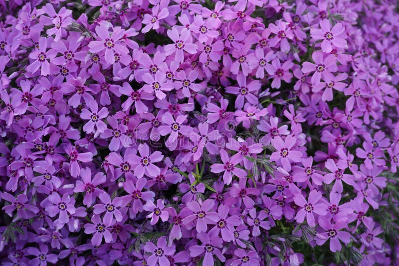 A Carpet of Flowers. Background. Texture Stock Image - Image of summer ...
