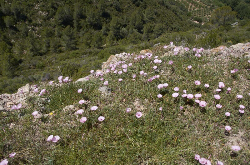 Carpet of Flowers in the Bright and Warm Spring Stock Image - Image of ...