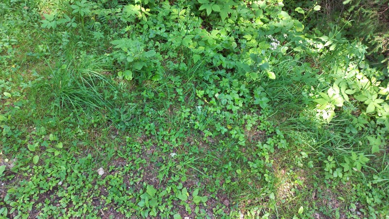 Forest plants top view stock photo. Image of forest - 282772740