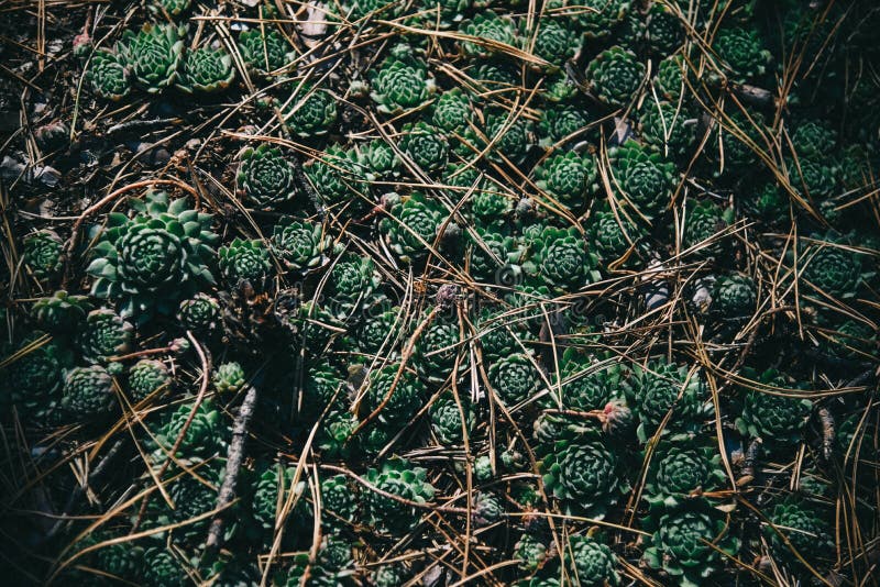 Carpet of Forest Plants in the Forest Stock Image - Image of homenn ...