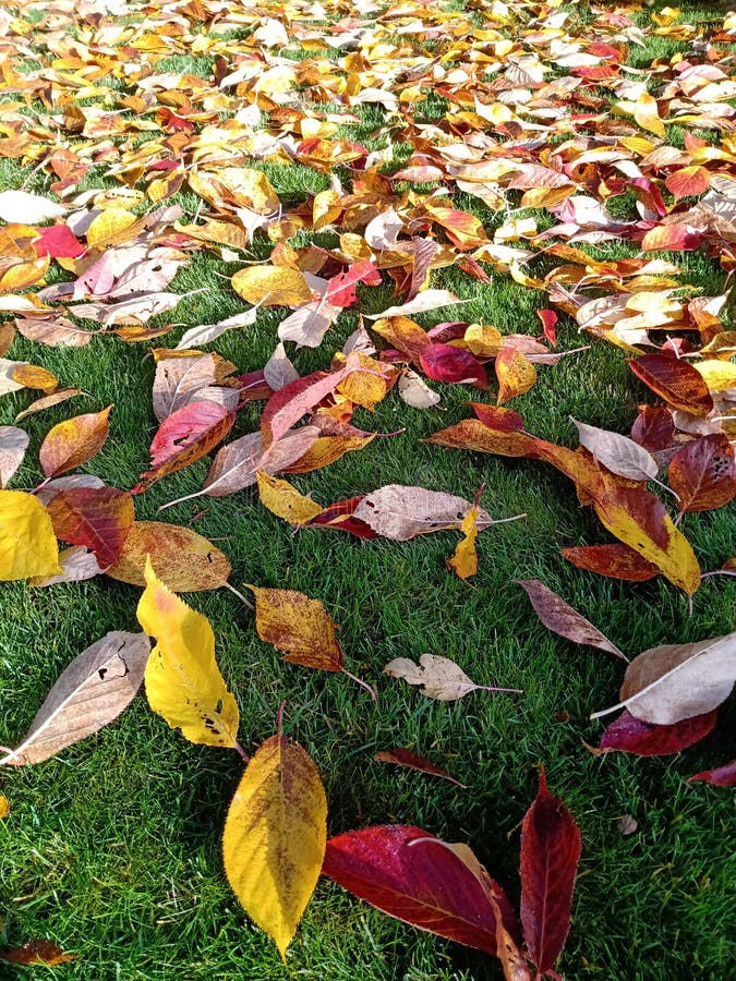 Carpet of leaves stock photo. Image of tree, maple, leaf - 258122444