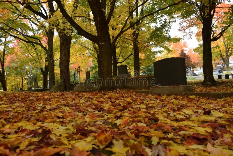 A Carpet of Leaves in the Fall Stock Photo - Image of parck, québec ...