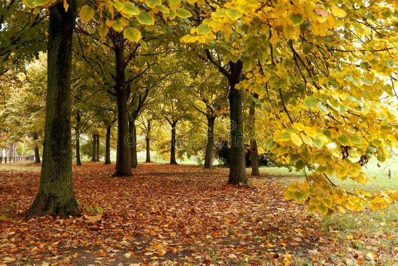 Carpet of Leaves Under the Trees Stock Photo - Image of city, orange ...