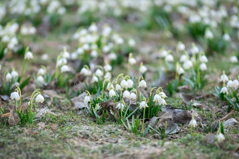 Carpet Made of Spring Whiteflower in March. Close-up Stock Photo ...