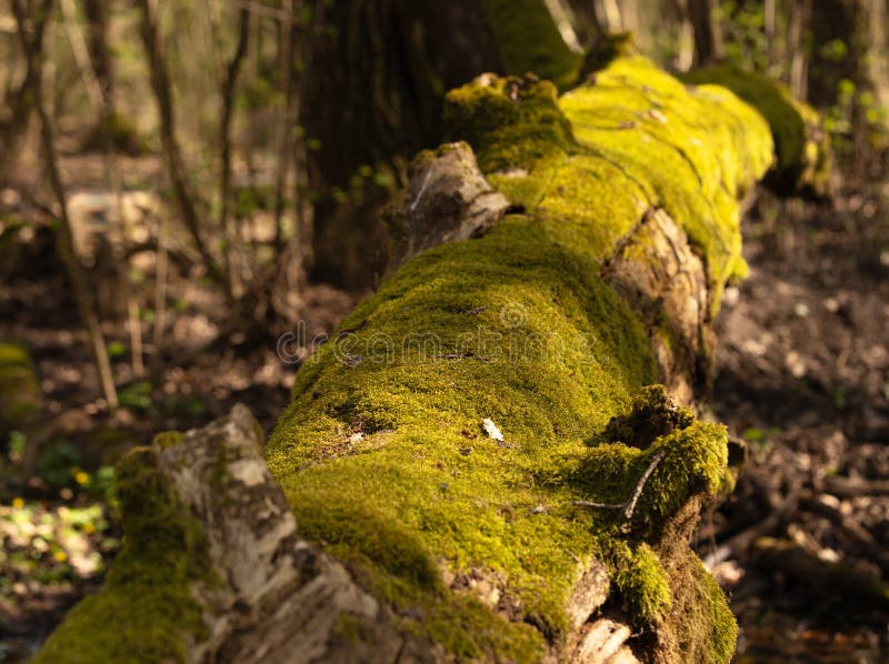 A Carpet of Moss Completely Covered the Old Fallen Log Stock Photo ...