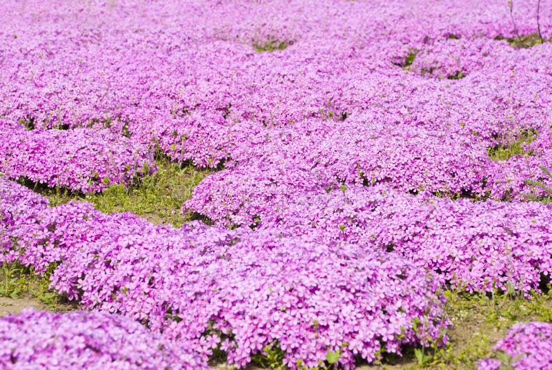 Carpet of the Purple Flowers Stock Image - Image of spring, flowers ...