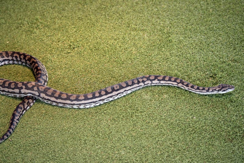 The Carpet Python is a Long Brown, Tan and Black Snake Stock Image ...