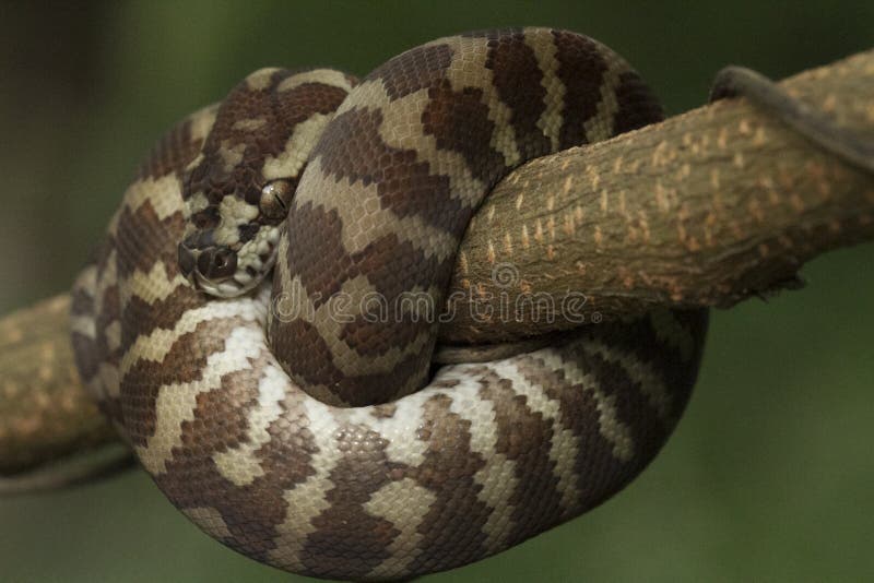 Carpet Python Morelia Spilota Stock Photo - Image of coiled, animal ...