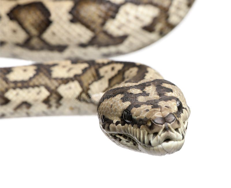 Morelia Spilota Variegata, a Subspecies of Python Stock Image - Image ...
