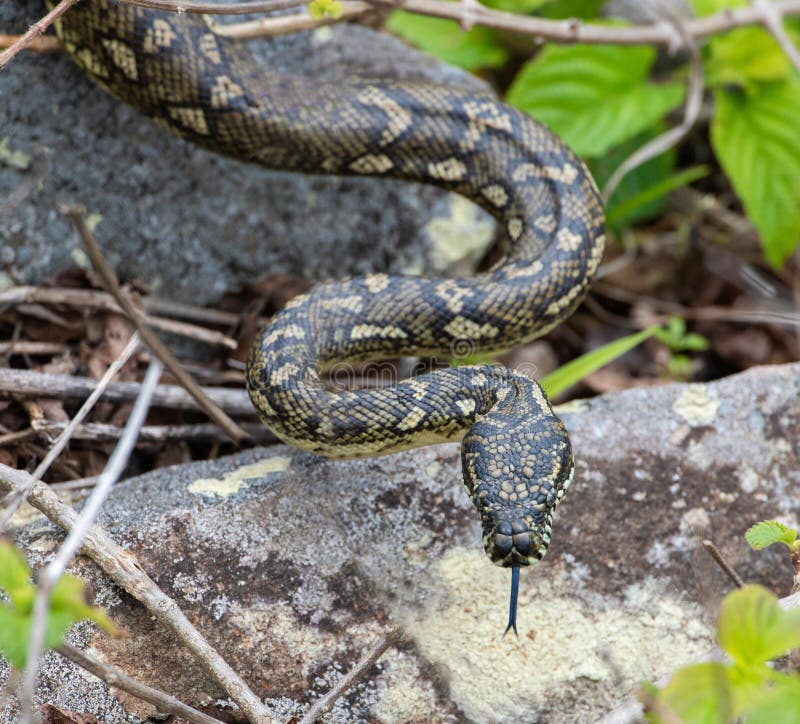 Carpet Python Snake on the North Coast. Stock Image - Image of carpet ...
