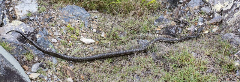 Carpet python snake stock image. Image of urunga, wildlife - 261094843