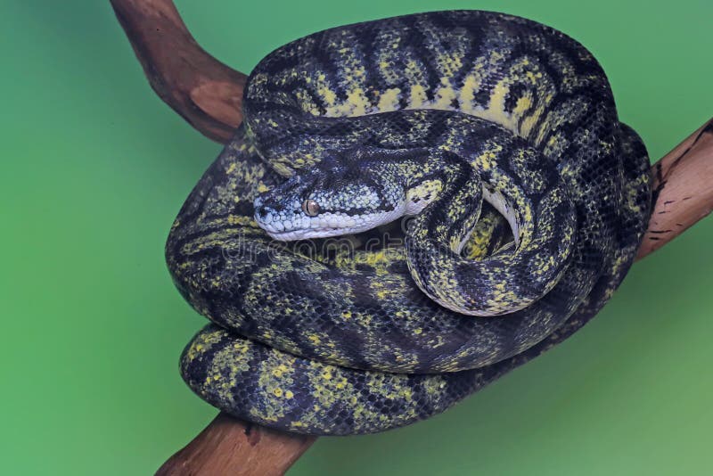 A Carpet Python Snake is Wrapping Its Body on a Log. Stock Image ...