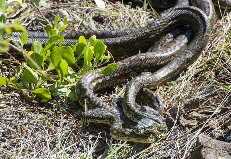 Carpet Python Snakes Mating . Stock Photo - Image of harmless, reptile ...