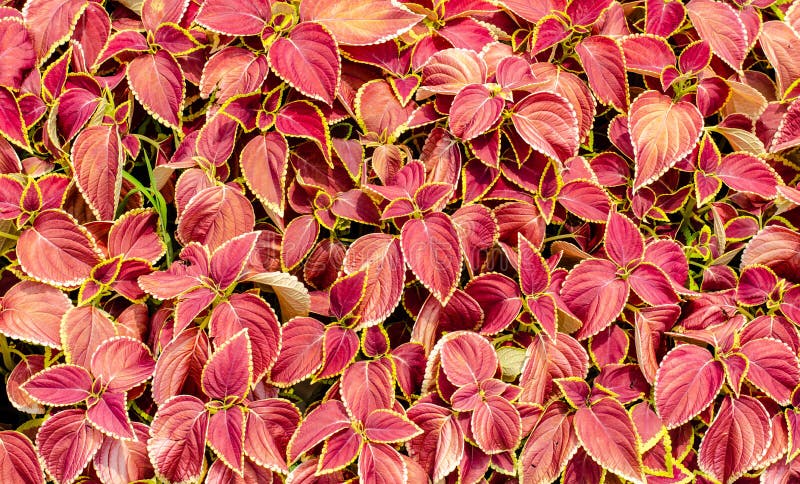 Carpet of Red Leaves stock image. Image of detail, blumei - 145263233
