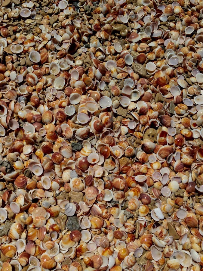 Carpet shells stock photo. Image of mediterranean, wallpaper - 70653706
