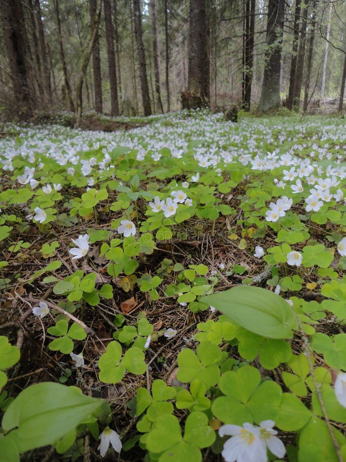 A Carpet of Spring Flowers in the Forest. Stock Photo - Image of ...