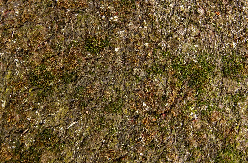 Carpet sprouting moss stock photo. Image of natural, color - 74465850