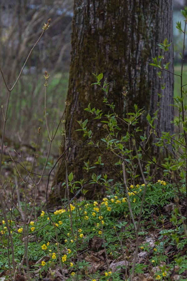 Carpet of Yellow Anemones by the Tree Trunk Stock Image - Image of ...
