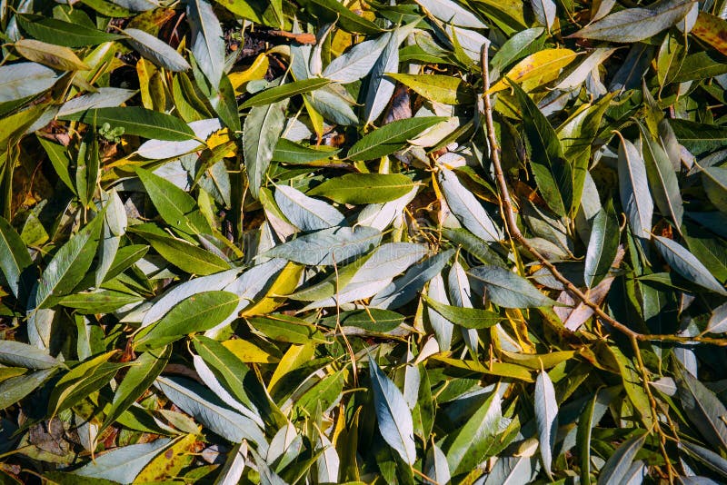 Carpet of Yellow-green Fallen Leaves in the Evening Light. Abstract ...