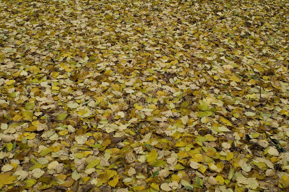 Carpet of Yellow Leaves Lying on the Ground in the Fall Stock Photo ...