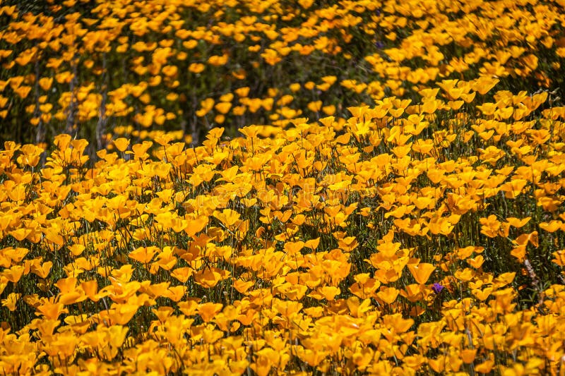 A Carpet of Yellow and Orange Mexican Poppies in a Field Stock Image ...