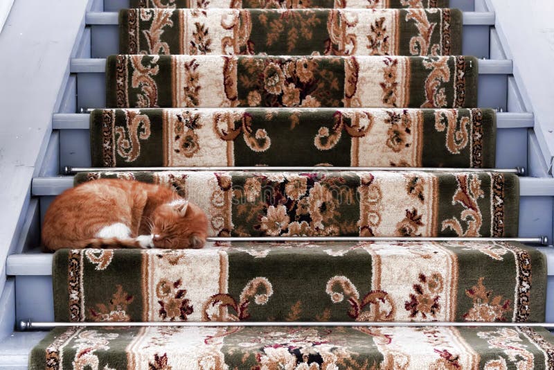 Carpeted Staircase Leading Up. a Cat Sleeps on the Steps Stock Image ...