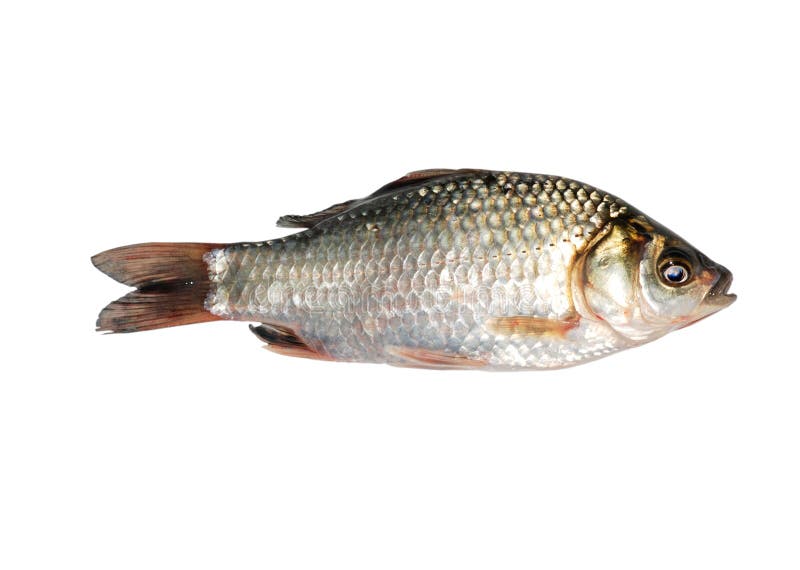 Karpfisk arkivfoto. Bild av vitt, karp, natur, damm, tropiskt - 31744002