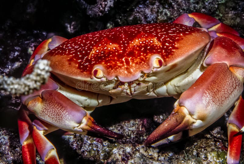 Carpilius Corallinus or Batwing Coral Crab Stock Photo - Image of ocean ...