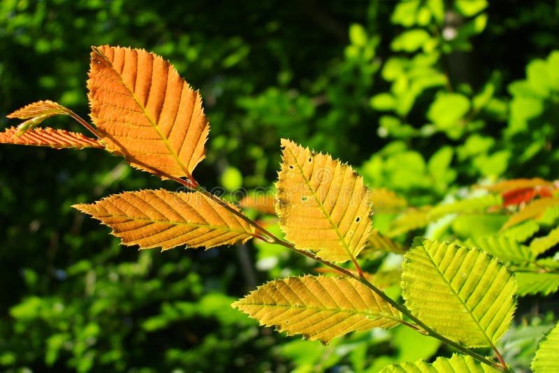Carpino (Carpinus betulus) immagine stock. Immagine di hornbeam - 28808307