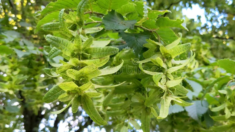 Carpinus Betulus, the European or Common Hornbeam Stock Video - Video ...