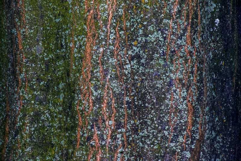 Carpinus Betulus, the European or Common Hornbeam Tree Trunk. Hornbeam ...