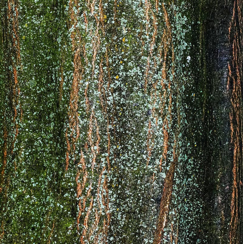 Carpinus Betulus, the European or Common Hornbeam Tree Trunk. Hornbeam ...