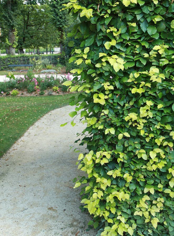 Carpinus betulus hedge stock image. Image of hedge, plant - 254403153