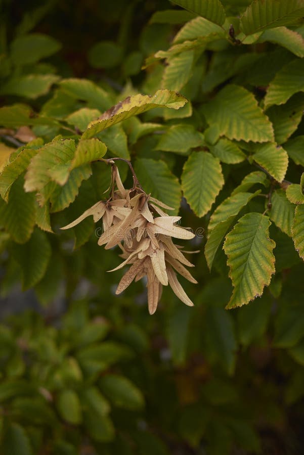 Carpinus betulus tree stock photo. Image of leaf, carpinus - 111266108