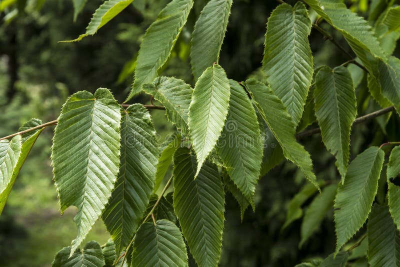 Carpinus Rankanensis Stock Photos - Free & Royalty-Free Stock Photos ...