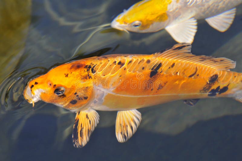 Orange Koi karp arkivfoto. Bild av natur, japan, vatten - 65275062