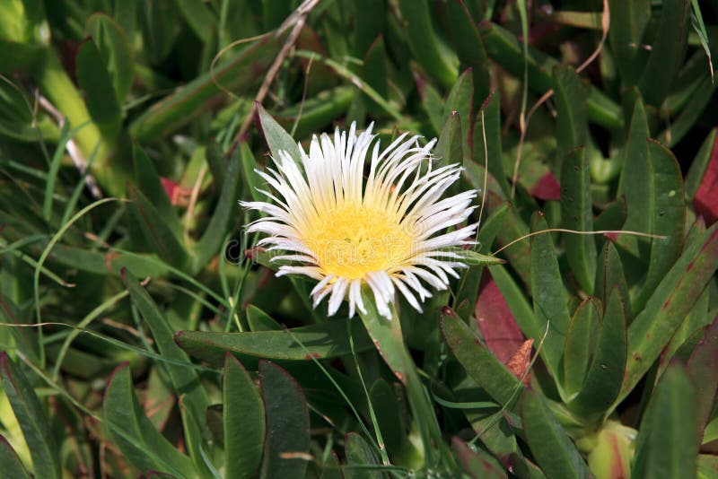 Carpobrotus acinaciformis. stock photo. Image of acinaciformis - 18928996