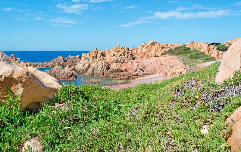 Carpobrotus Acinaciformis in Costa Paradiso Stock Image - Image of ...