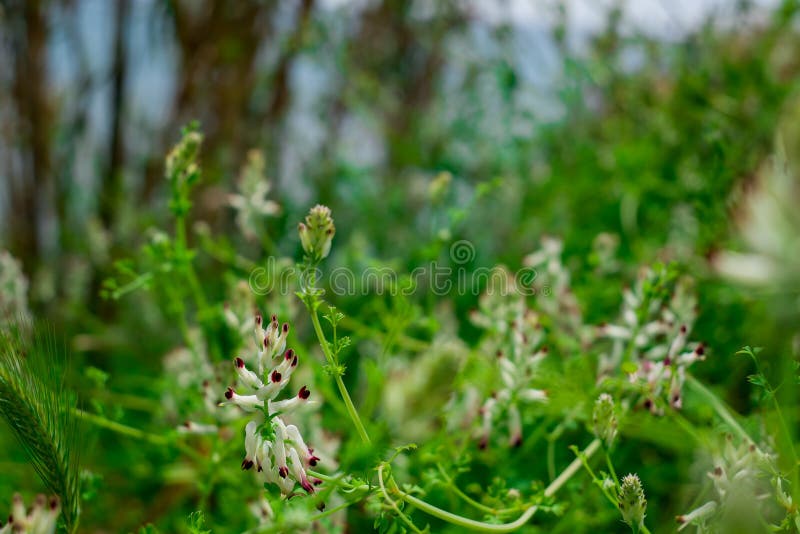 Carpobrotus Edulis Hottentot-fig Plant Flower Stock Image - Image of ...